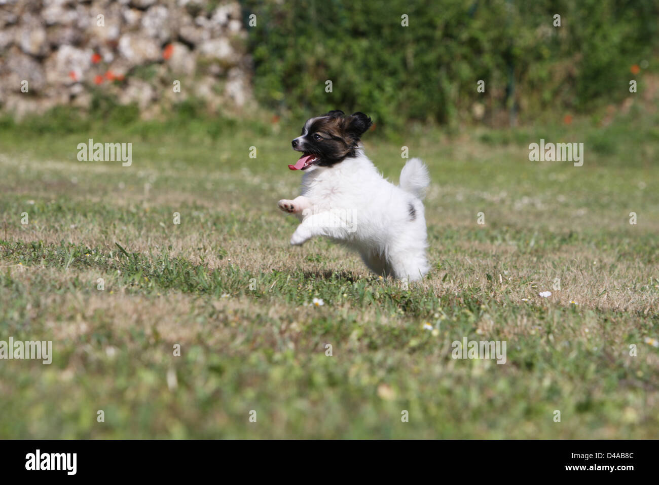 Dog Phalène / Continental Toy Spaniel Phalene Dog puppy running in a ...