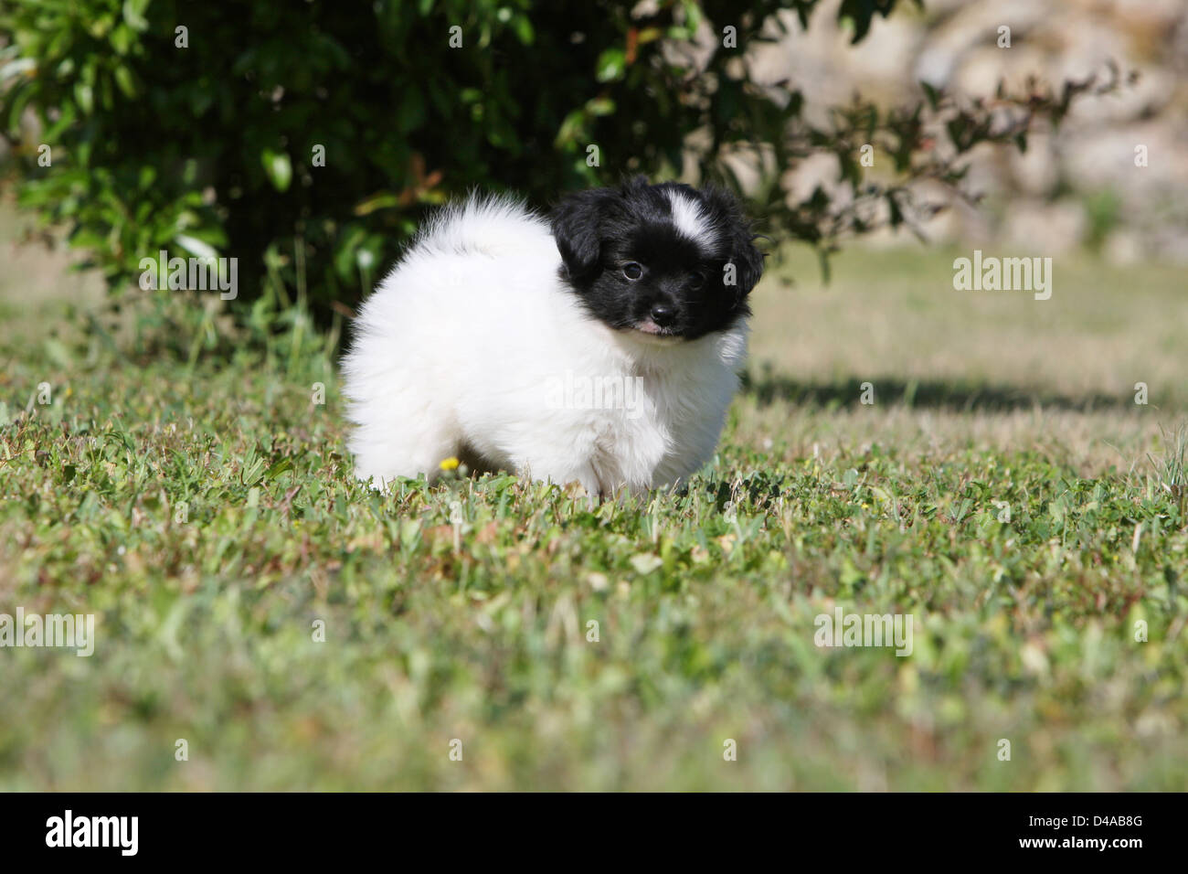 Dog Phalène / Continental Toy Spaniel Phalene Dog puppy standing in a ...