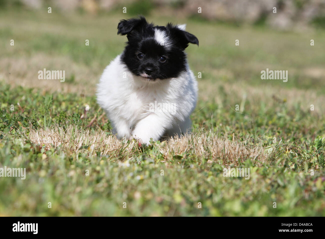 Dog Phalène / Continental Toy Spaniel Phalene Dog puppy running in a ...