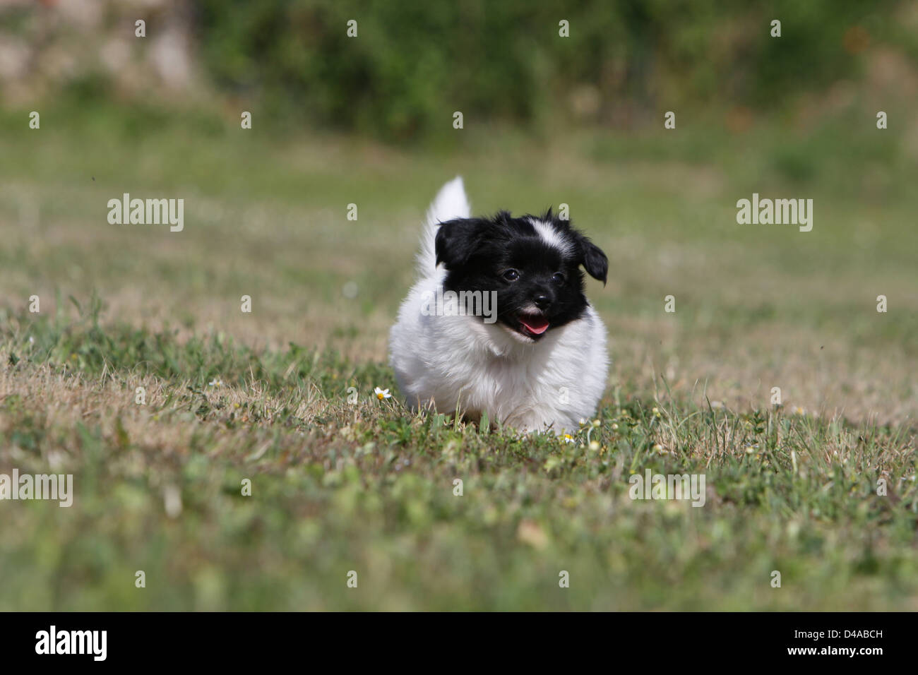 Dog Phalène / Continental Toy Spaniel Phalene Dog puppy running in a ...