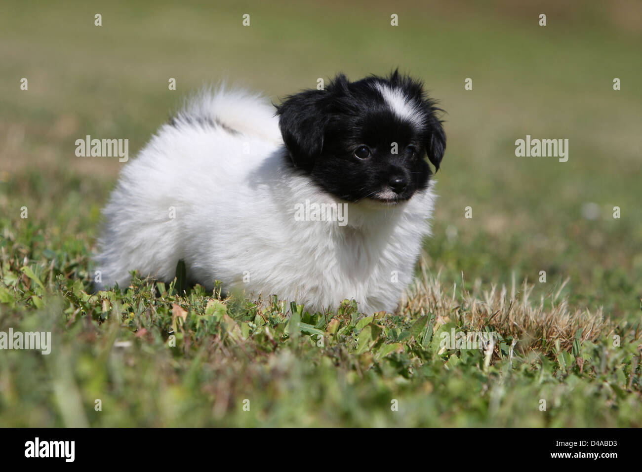 Dog Phalène / Continental Toy Spaniel Phalene Dog puppy standing in a ...
