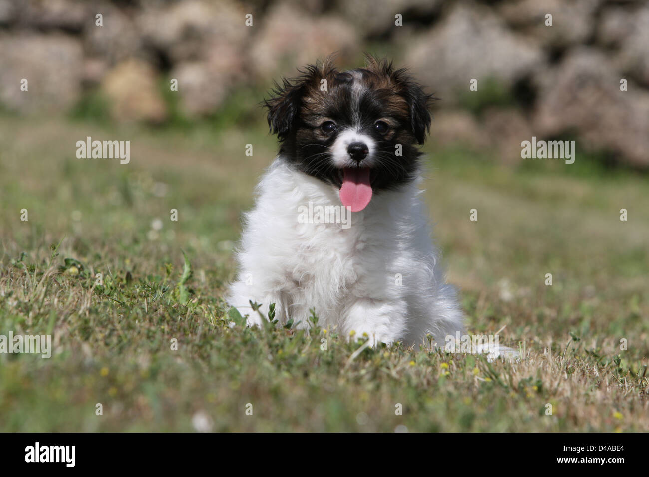 Dog Phalène / Continental Toy Spaniel Phalene Dog puppy sitting in a ...