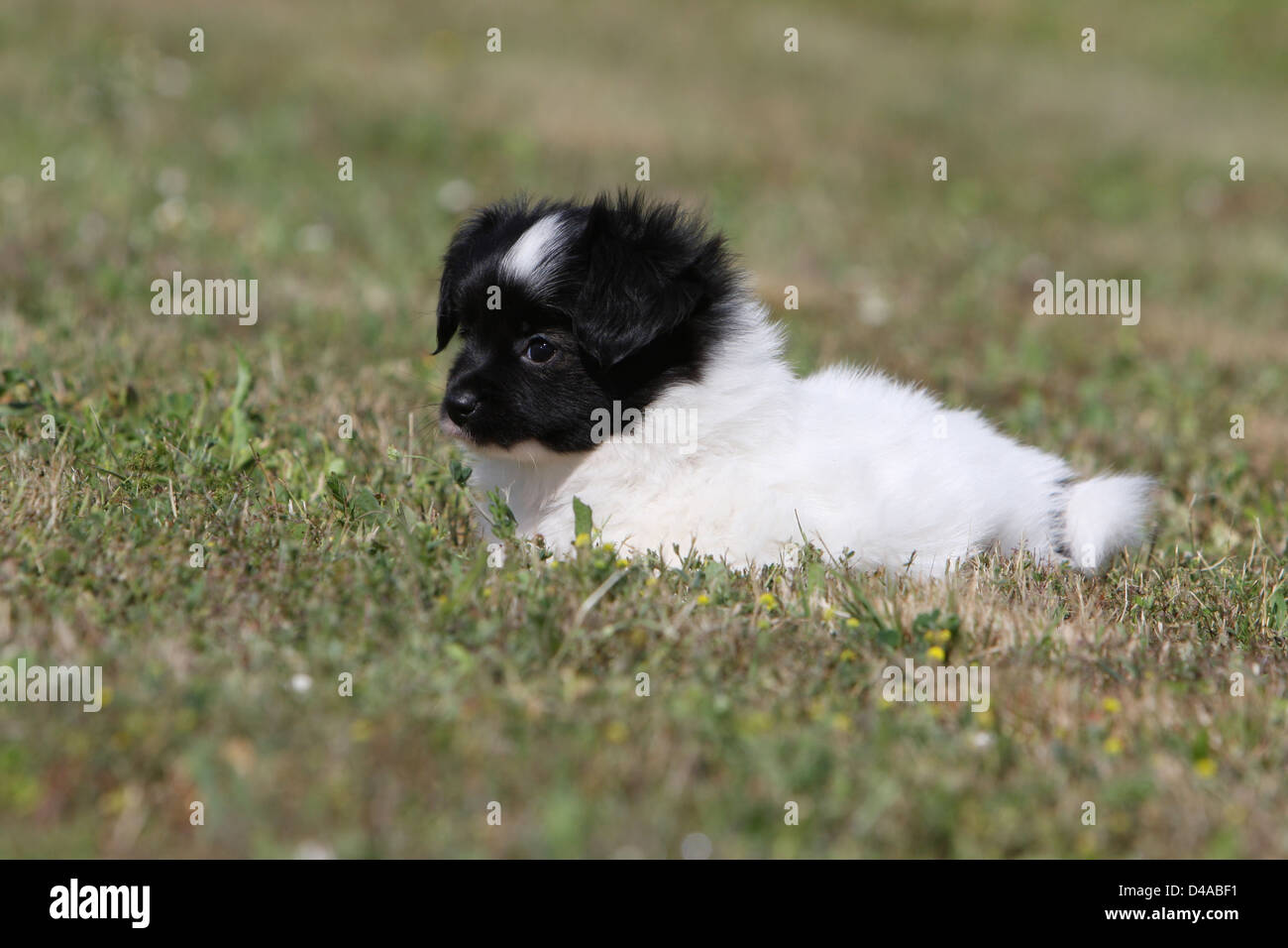 Dog Phalène / Continental Toy Spaniel Phalene Dog puppy lying in a ...