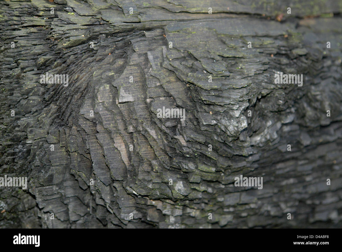 natural background with old charred wood Stock Photo - Alamy