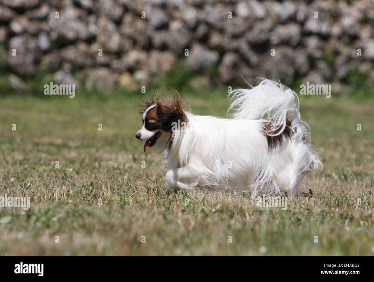 Dog Phalène / Continental Toy Spaniel Phalene Dog adult running in a ...
