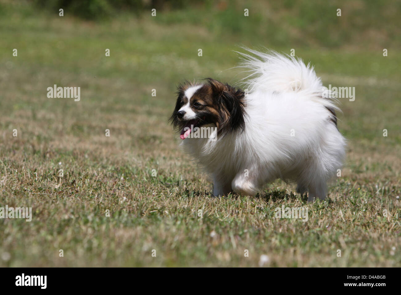 Dog Phalène / Continental Toy Spaniel Phalene Dog adult running in a ...