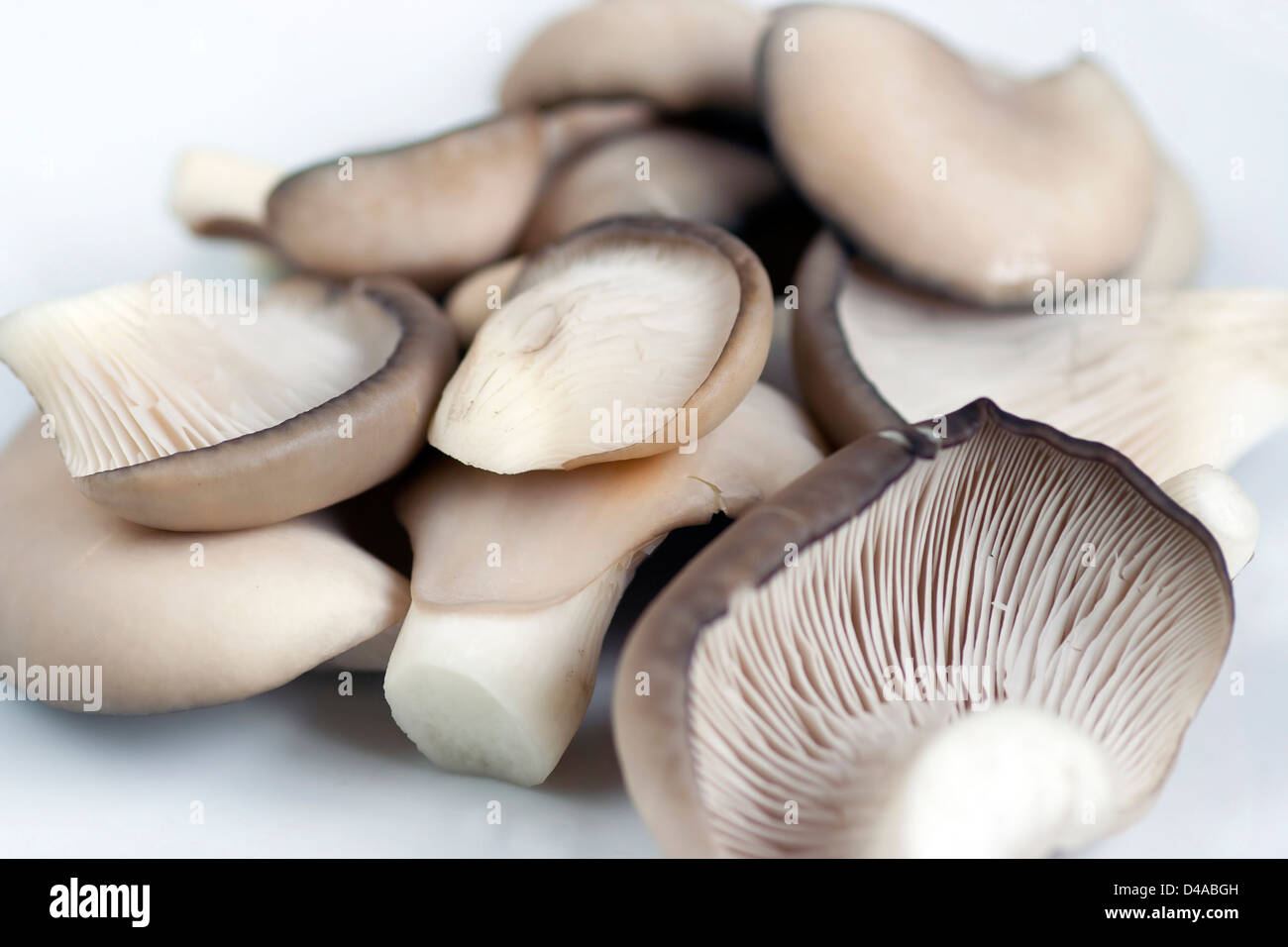 oyster cap mushroom Stock Photo - Alamy