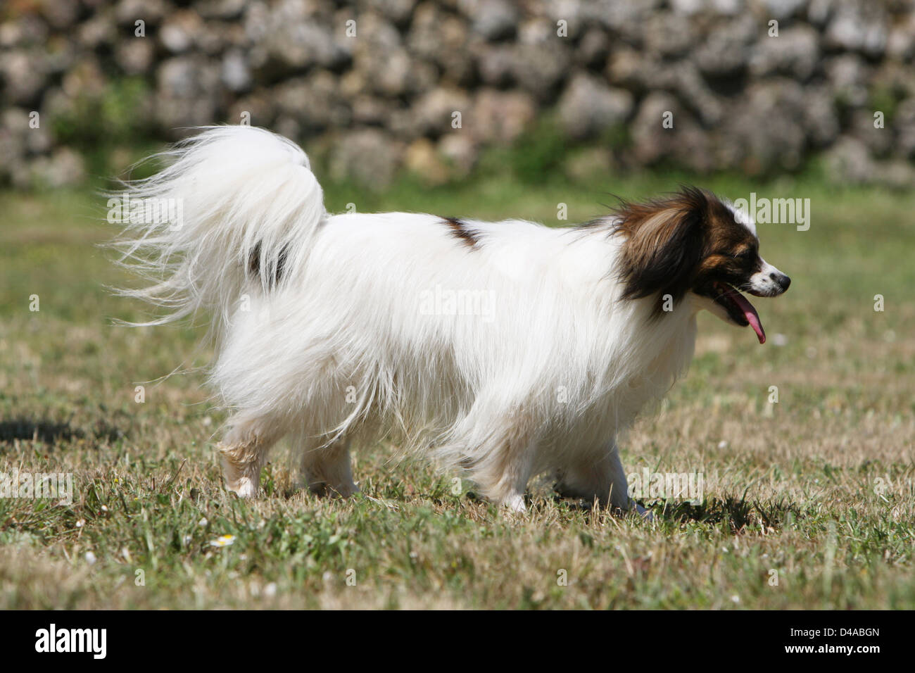 Dog Phalène / Continental Toy Spaniel Phalene Dog adult standing in a ...