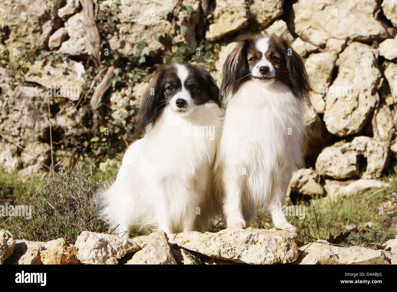 Dog Phalène / Continental Toy Spaniel Phalene Dog two adults standing ...