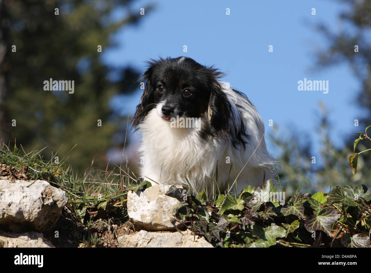 Dog Phalène / Continental Toy Spaniel Phalene Dog adult standing in a ...
