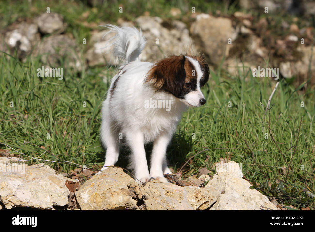 Phalenes High Resolution Stock Photography and Images - Alamy
