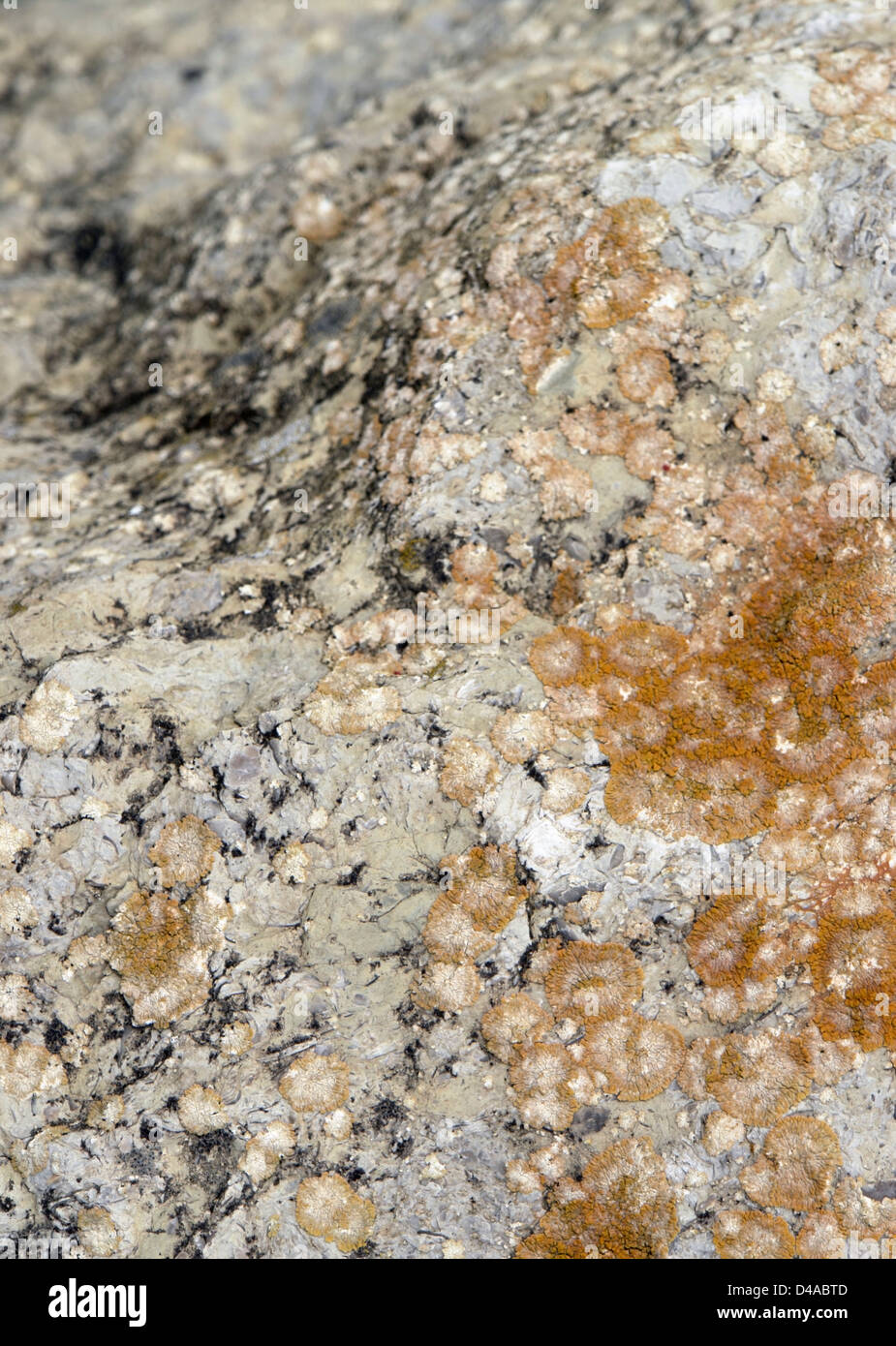 Lichen on limestone hi-res stock photography and images - Alamy