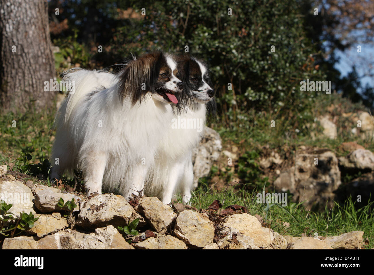 Dog Phalène / Continental Toy Spaniel Phalene Dog two adults standing ...