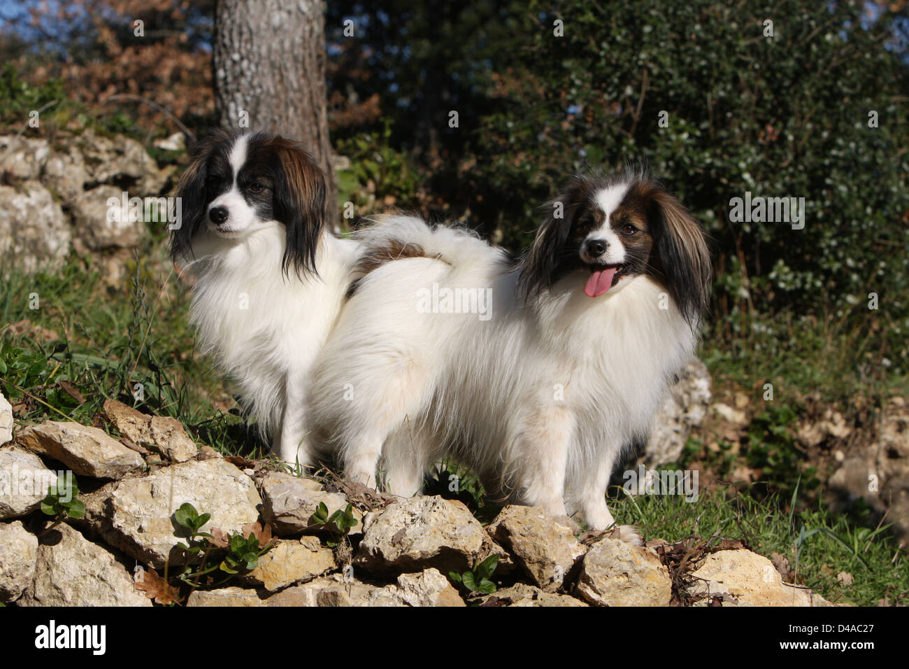 Dog Phalène / Continental Toy Spaniel Phalene Dog two adults standing ...