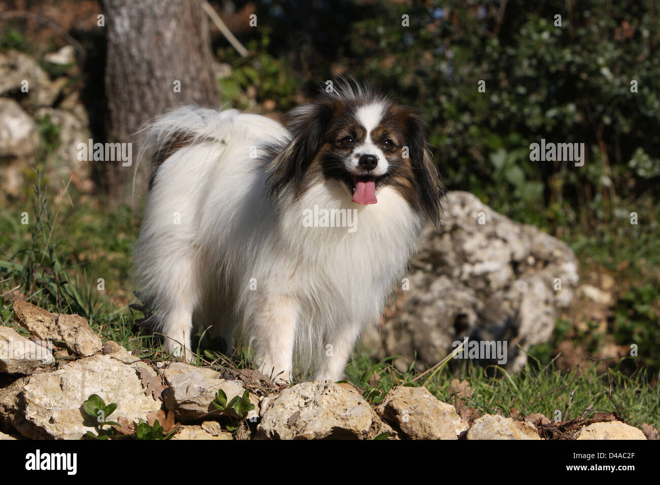 Dog Phalène / Continental Toy Spaniel Phalene Dog adult standing in a ...