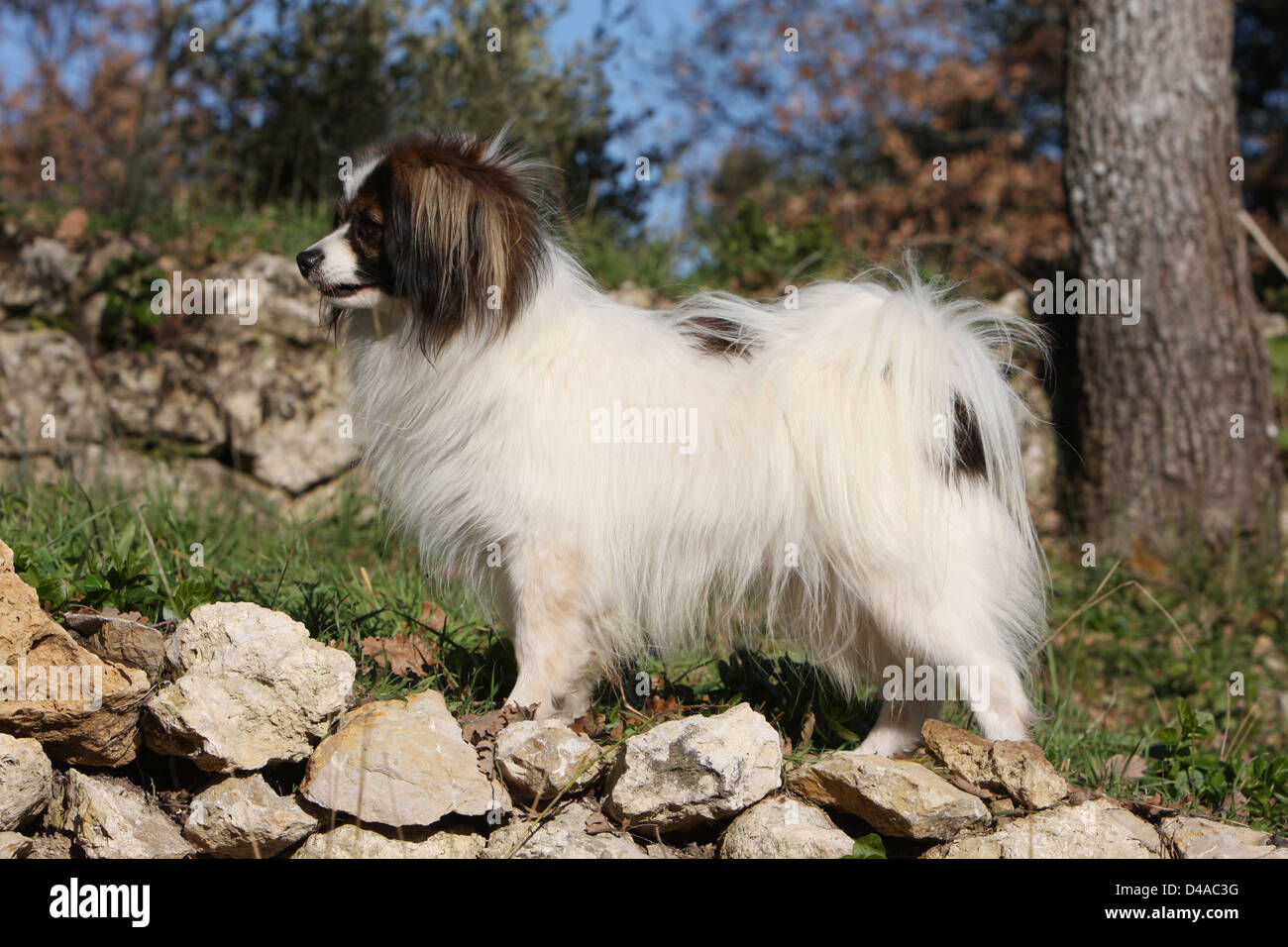 Nain standard hi-res stock photography and images - Alamy