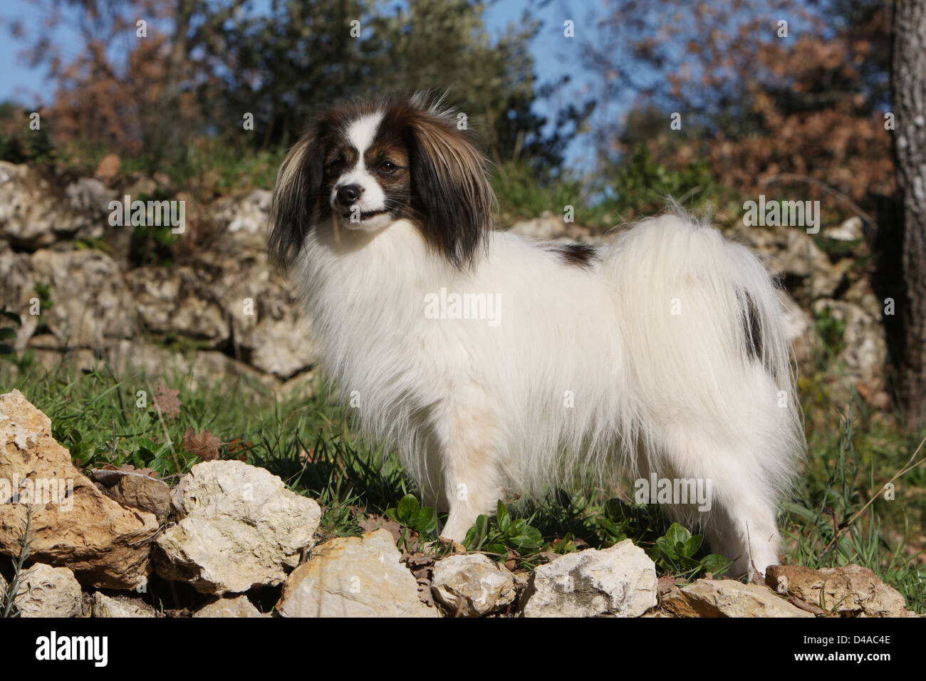 Dog Phalène / Continental Toy Spaniel Phalene Dog adult standing in a ...