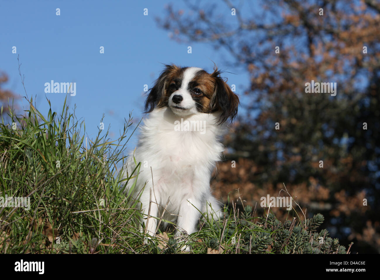 Dog Phalène / Continental Toy Spaniel Phalene Dog adult sitting in a ...