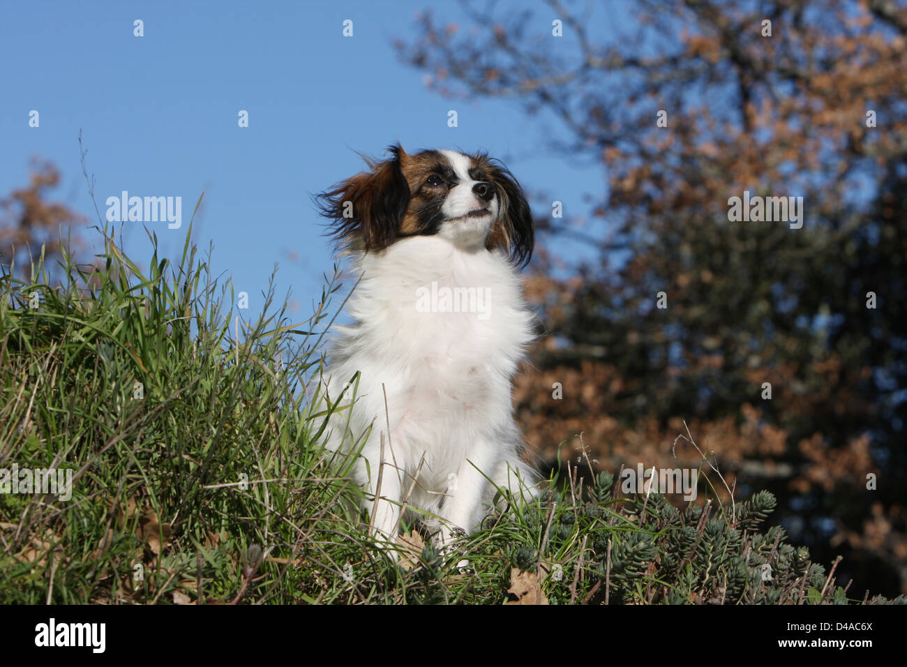 Dog Phalène / Continental Toy Spaniel Phalene Dog adult sitting in a ...