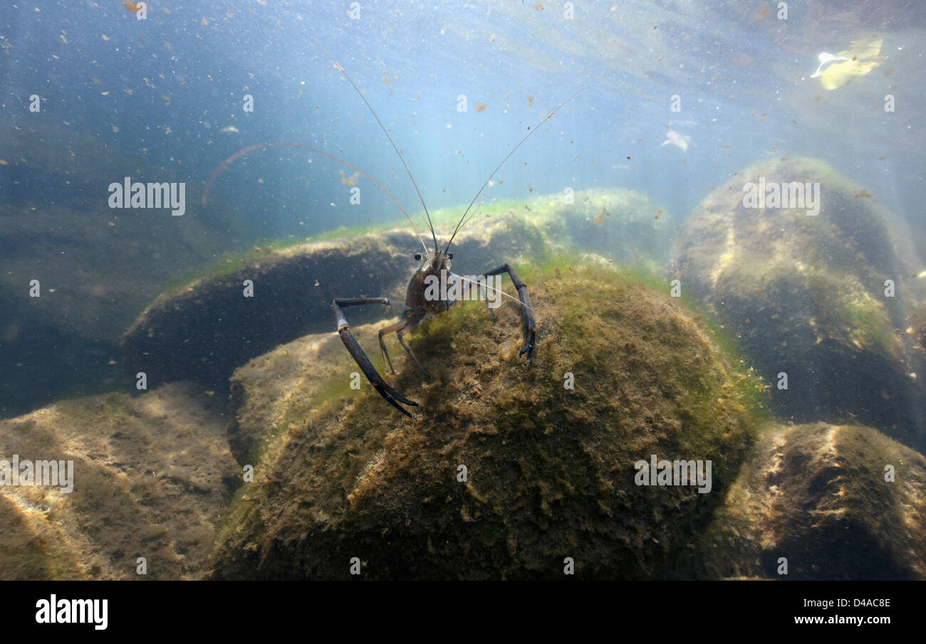Freshwater prawn hi-res stock photography and images - Alamy