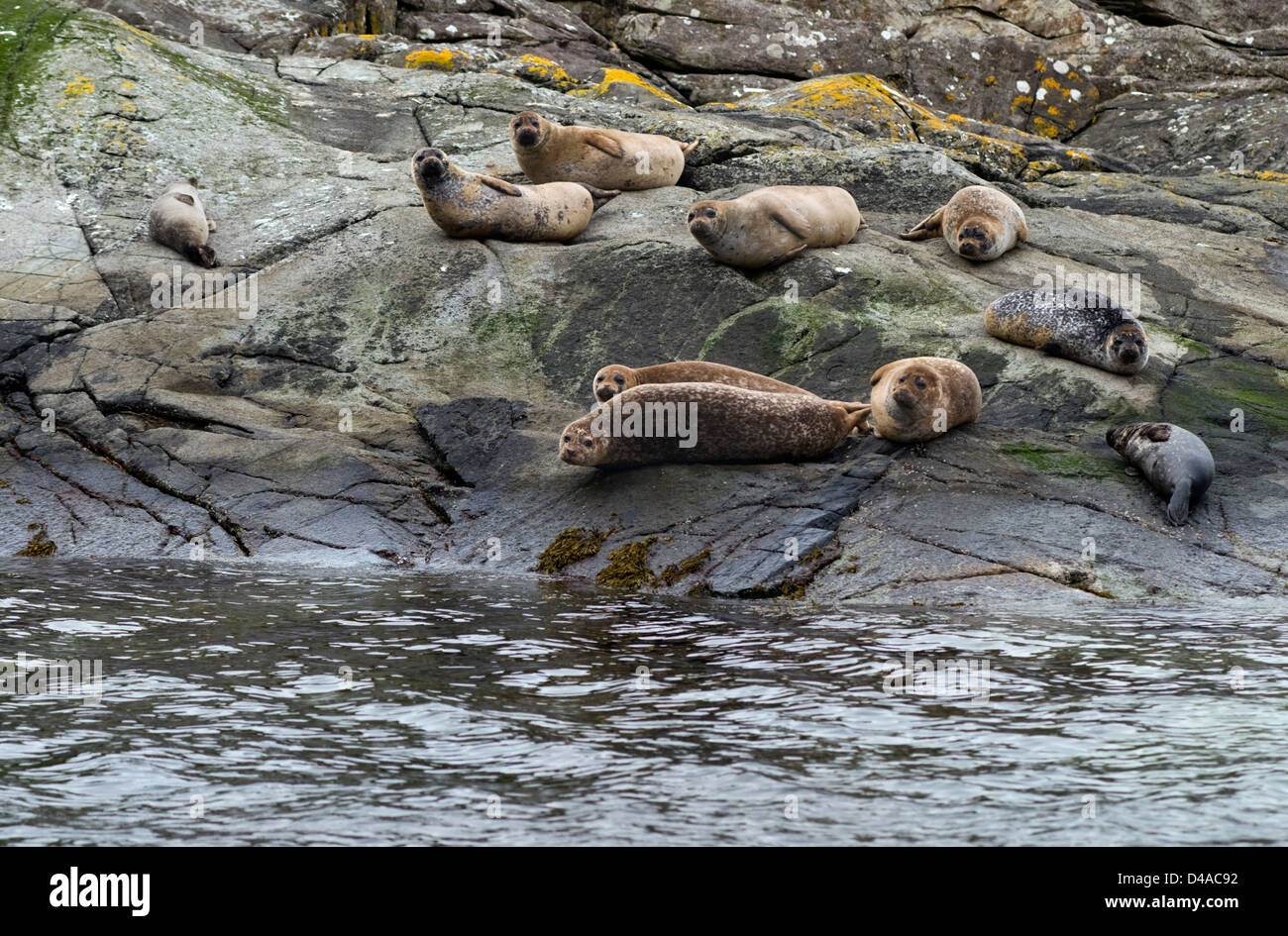 Colony of common, or harbour, seals (Phoca vitulina) at Loch Scavaig ...