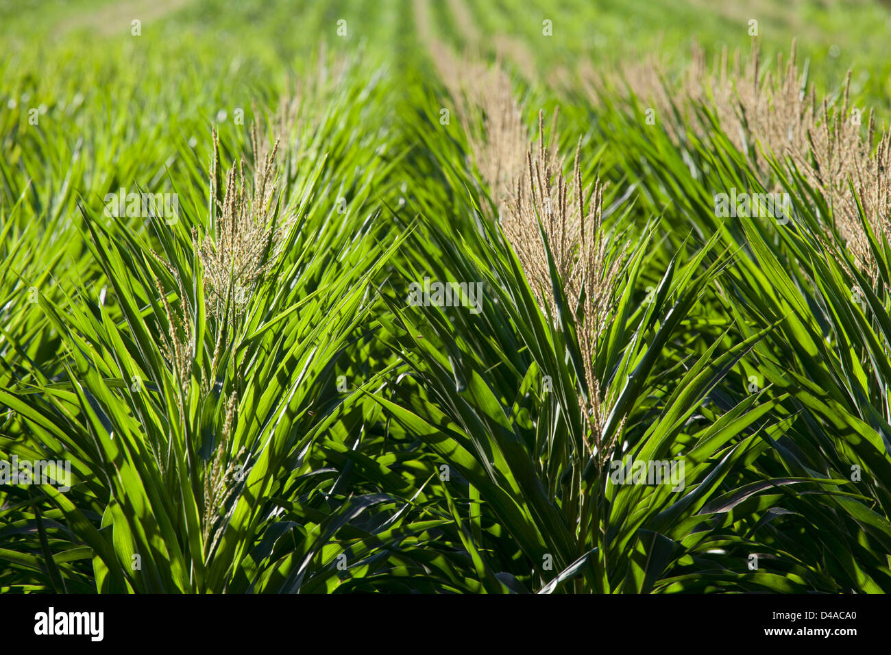 Genetically modified crop gmo hi-res stock photography and images - Alamy