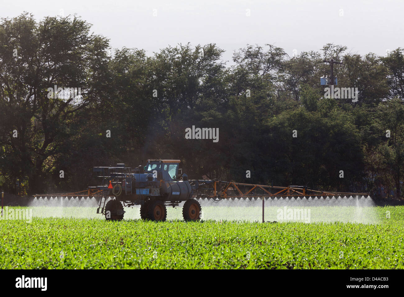 Genetically modified crop gmo hi-res stock photography and images - Alamy