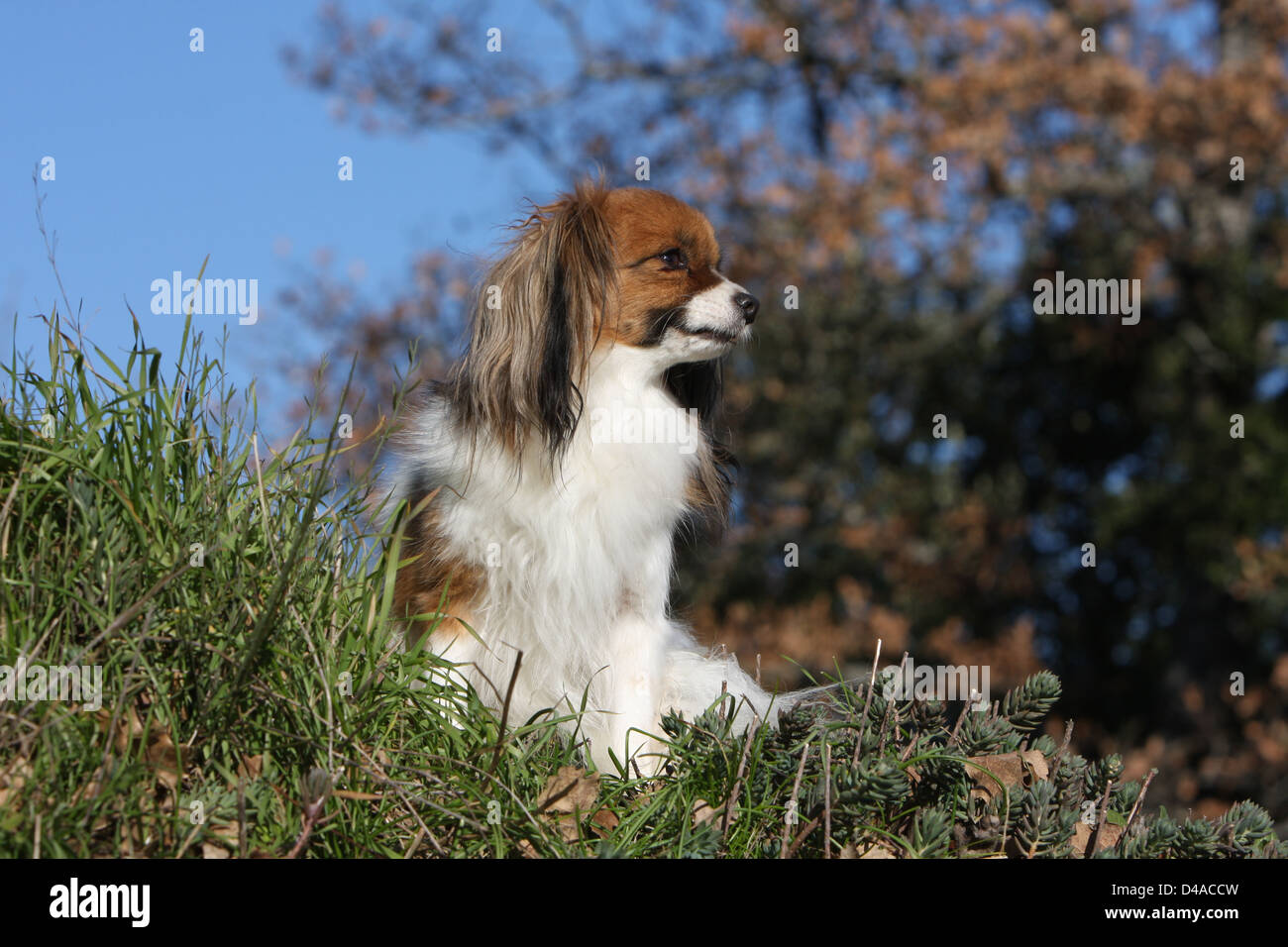 Dog Phalène / Continental Toy Spaniel Phalene Dog adult sitting in a ...
