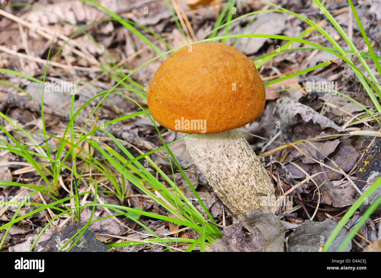 Rotkappe hi-res stock photography and images - Alamy