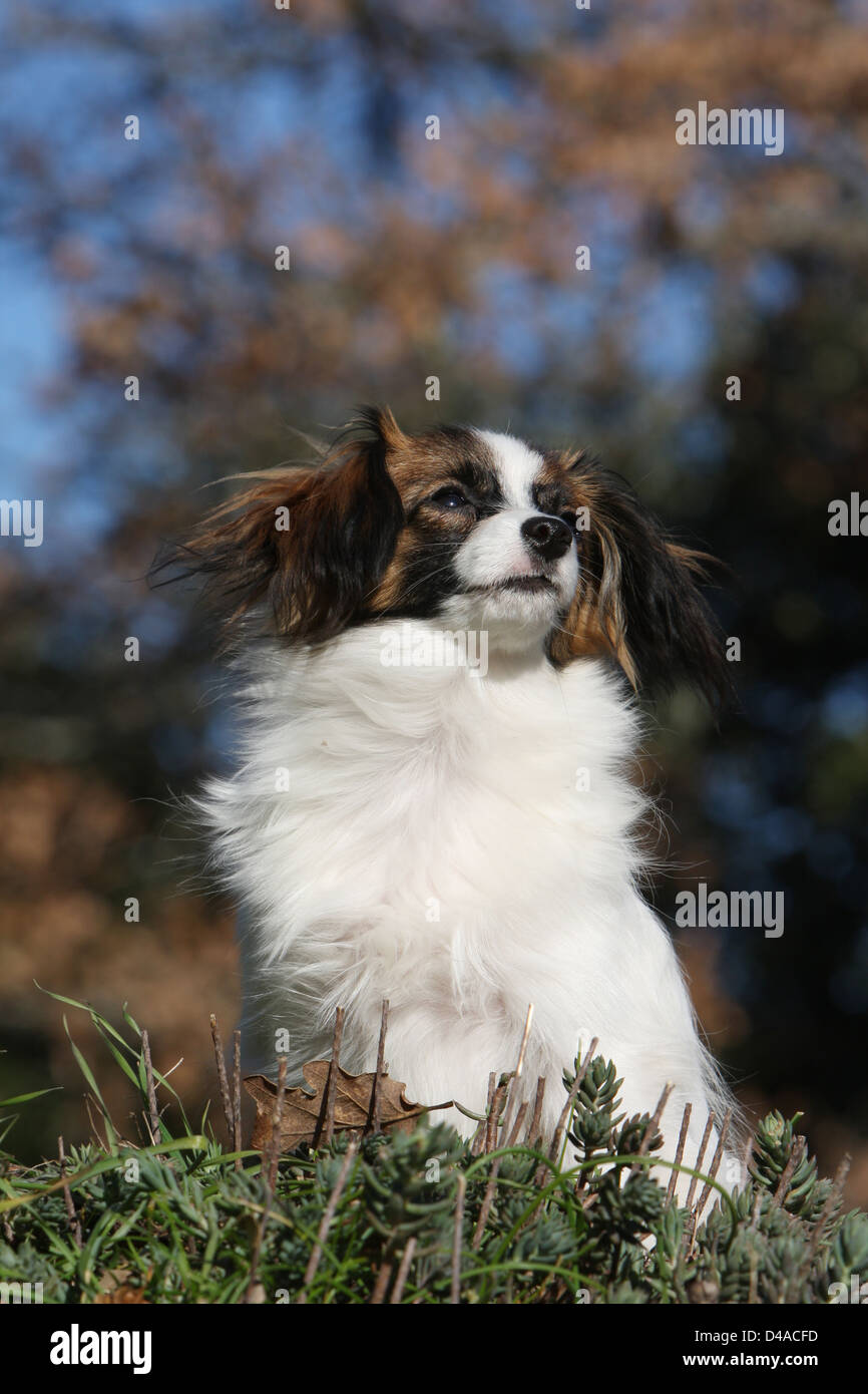 Dog Phalène / Continental Toy Spaniel Phalene Dog adult sitting in a ...