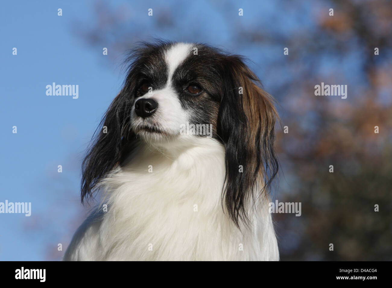 Dog Phalène / Continental Toy Spaniel Phalene Dog adult portrait Stock ...