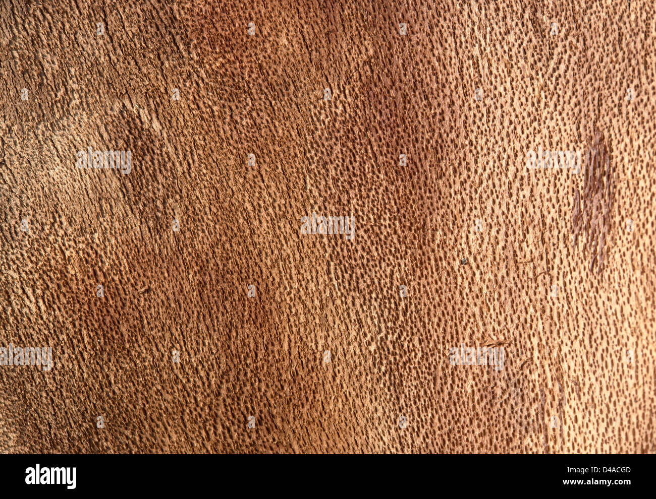 abstract full frame picture showing rough brown surface inside bark ...