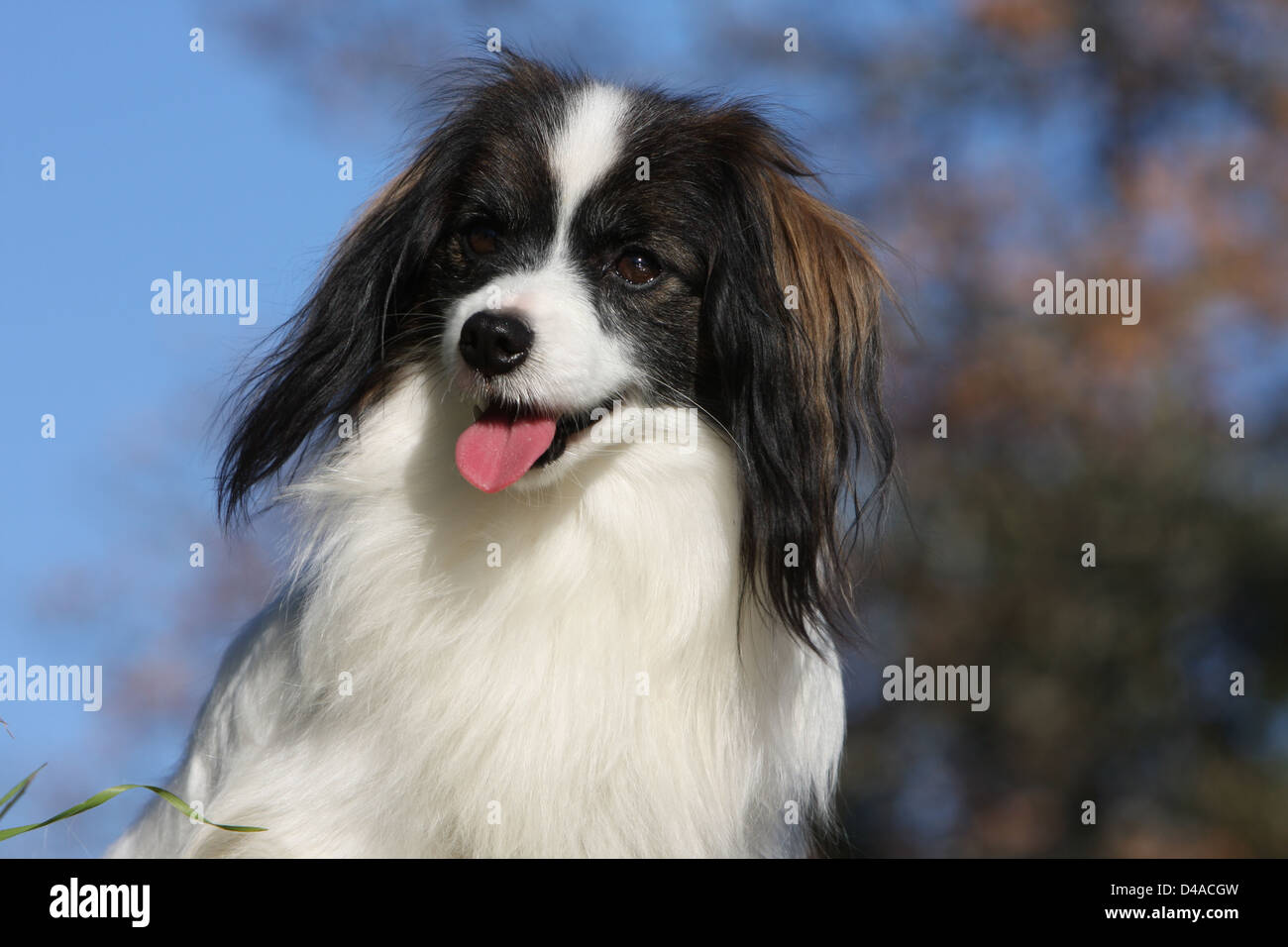 Dog Phalène / Continental Toy Spaniel Phalene Dog adult portrait Stock ...