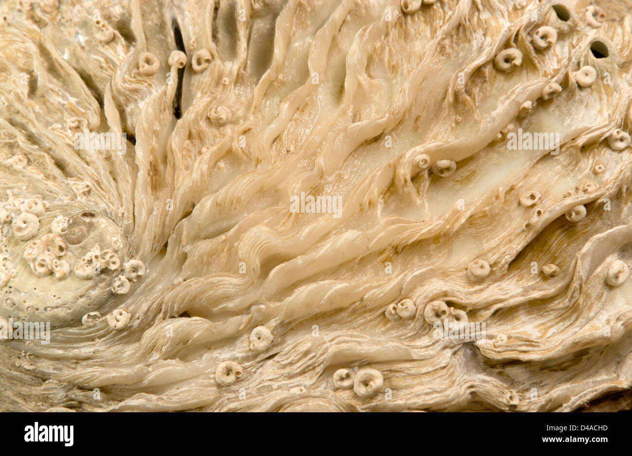 Close up abalone shell hi-res stock photography and images - Alamy