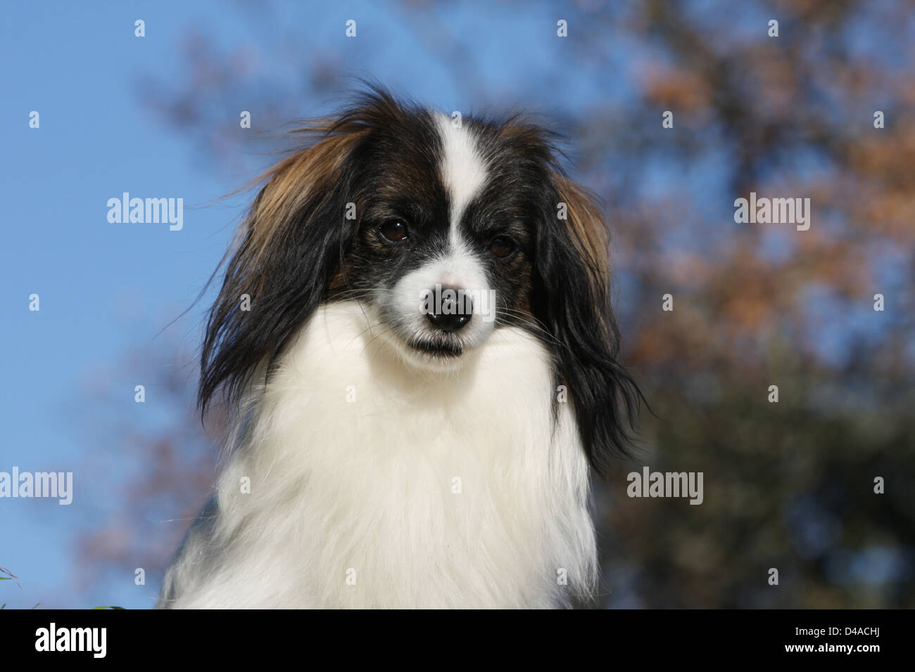 Dog Phalène / Continental Toy Spaniel Phalene Dog adult portrait face ...