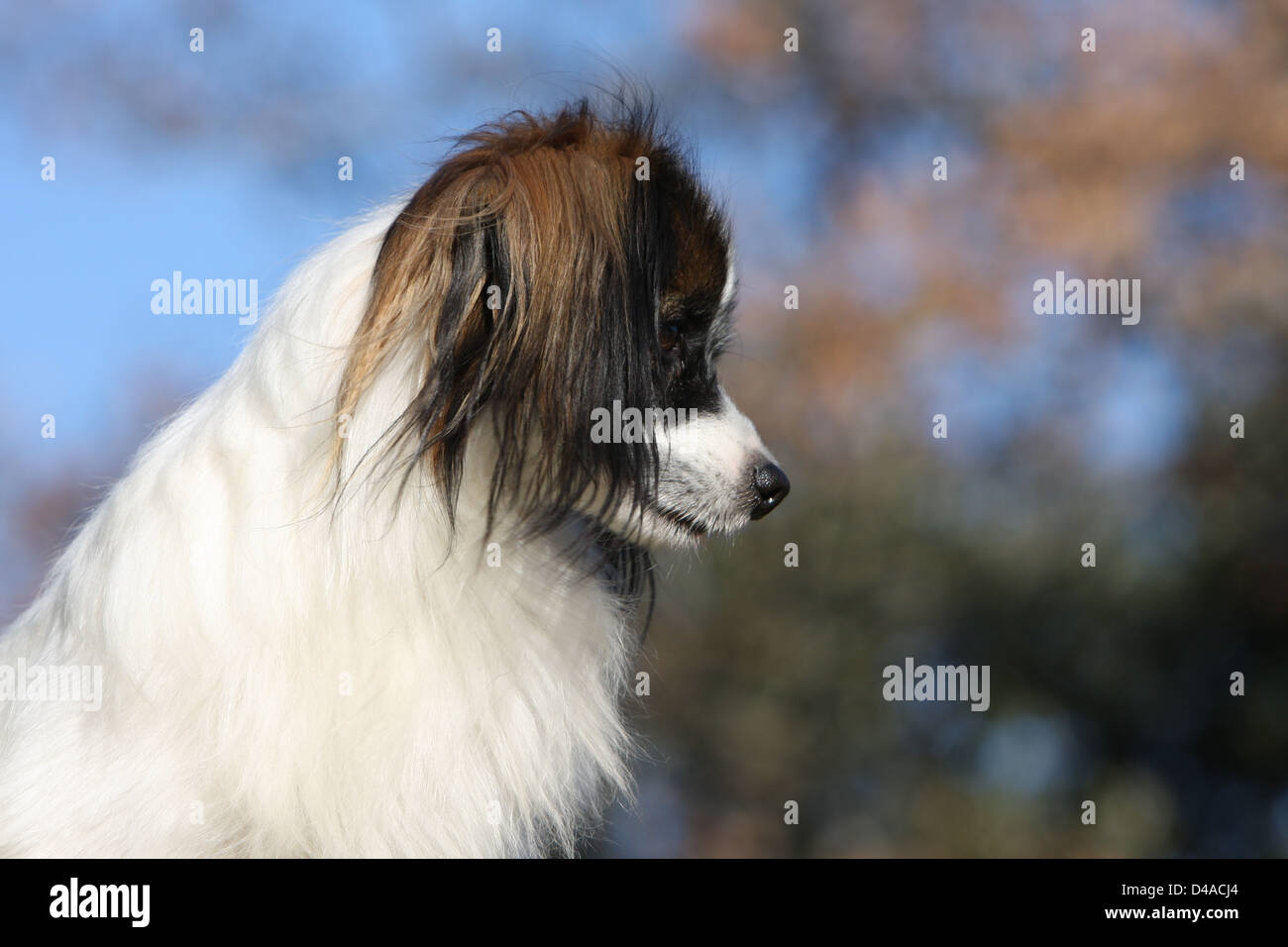 Dog Phalène / Continental Toy Spaniel Phalene Dog adult portrait ...