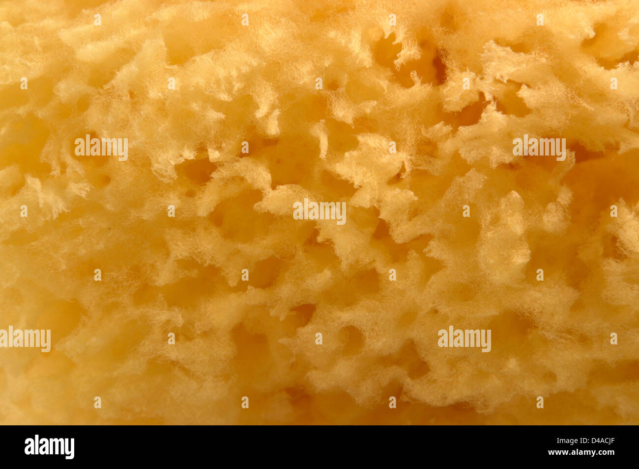 natural background showing a full frame abstract filament back (sponge ...