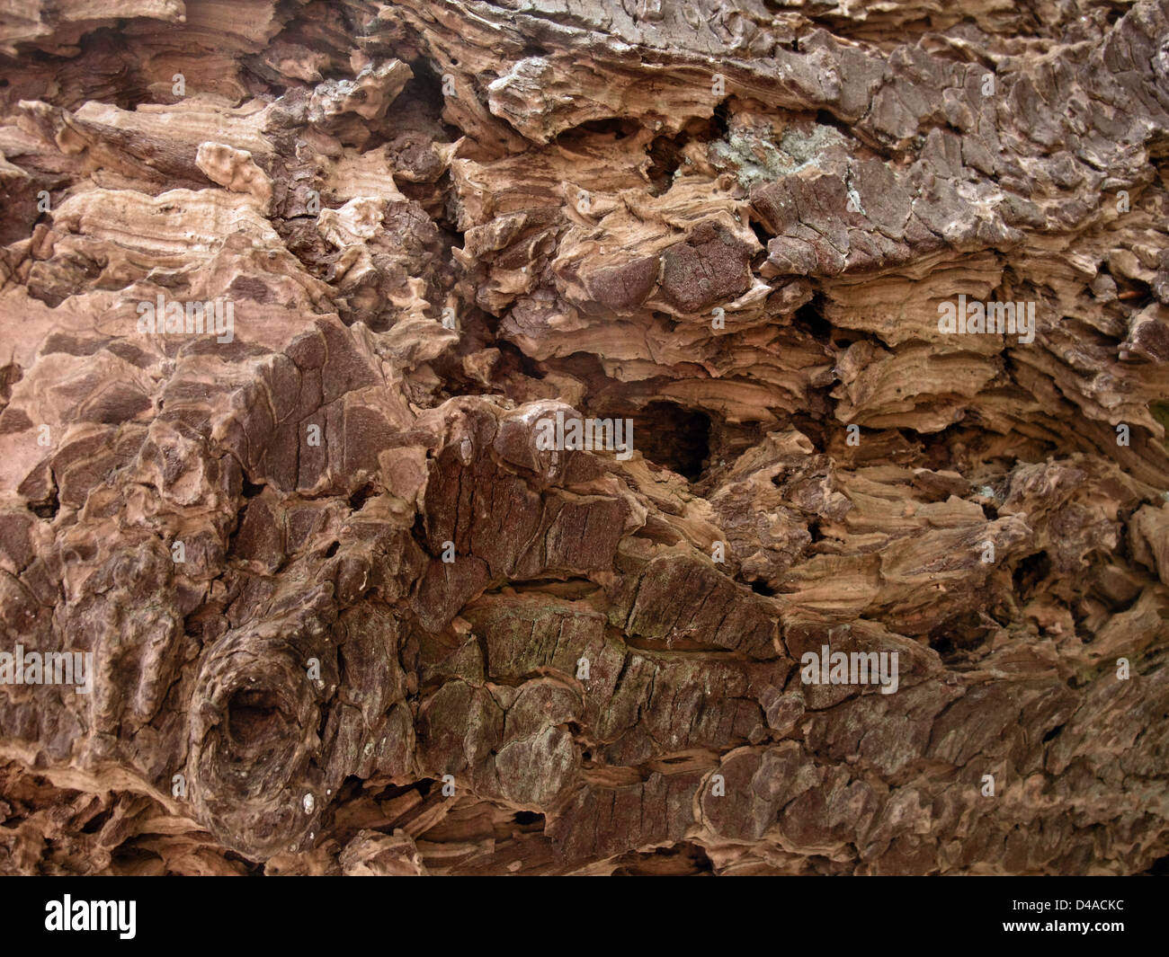 full frame abstract bark detail Stock Photo - Alamy