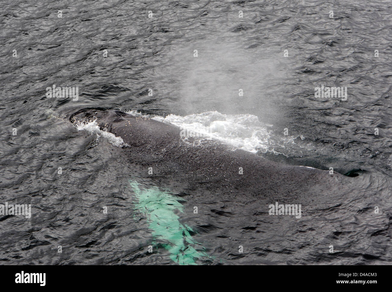 The back of a humpback whale (Megaptera novaeangliae) as surfaces to ...