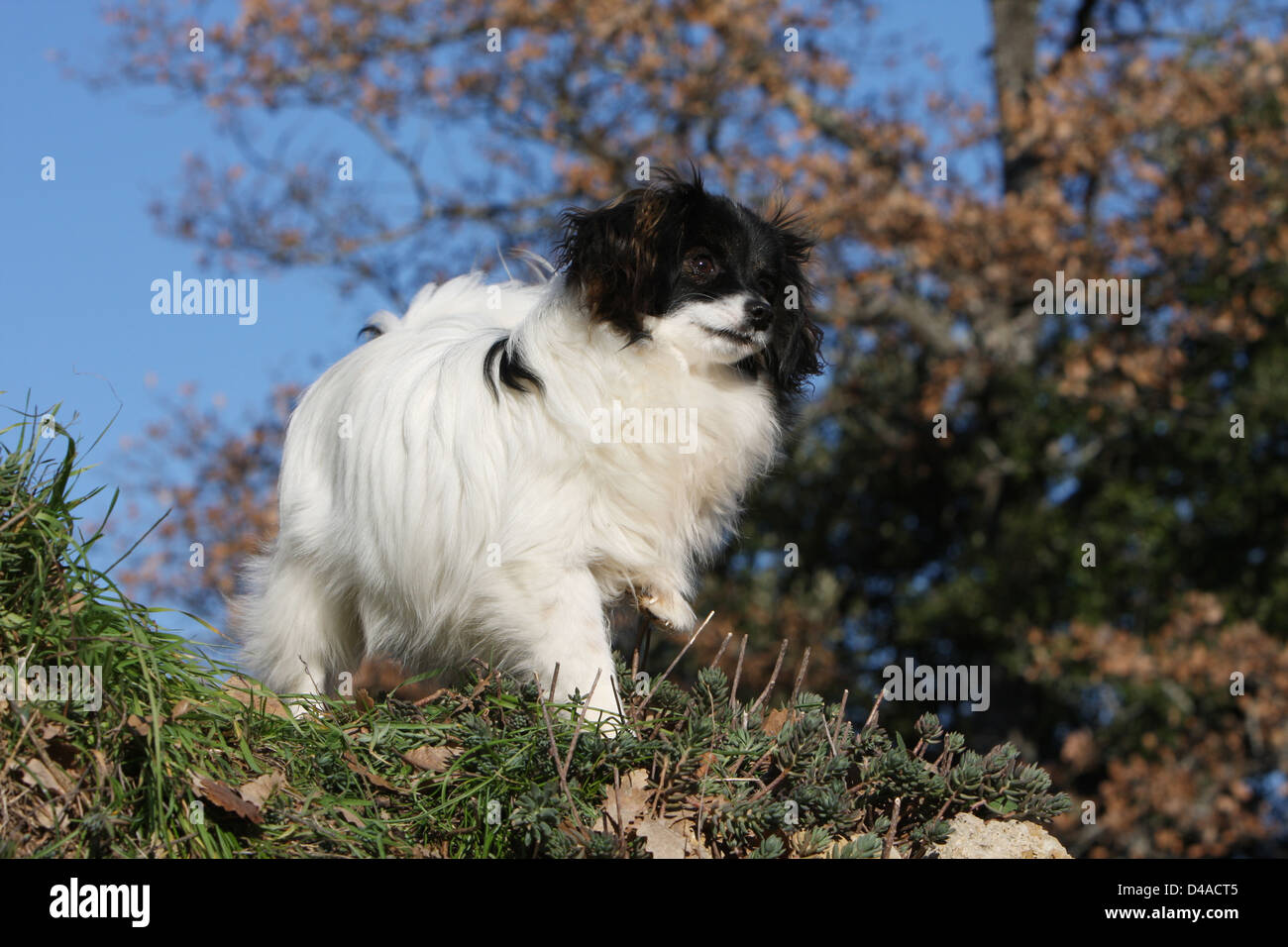 Dog Phalène / Continental Toy Spaniel Phalene Dog adult standing in a ...