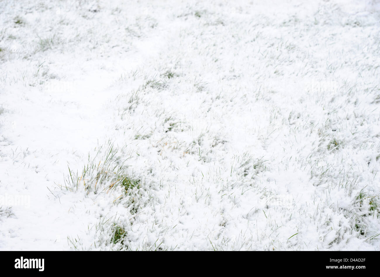 Snow covered grass Stock Photo - Alamy