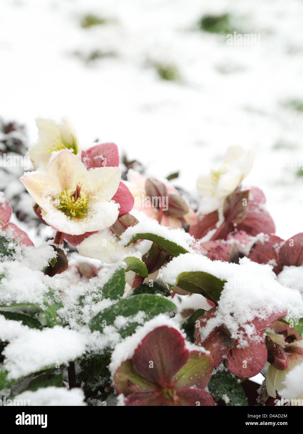 Hellebore flower in the snow Stock Photo - Alamy