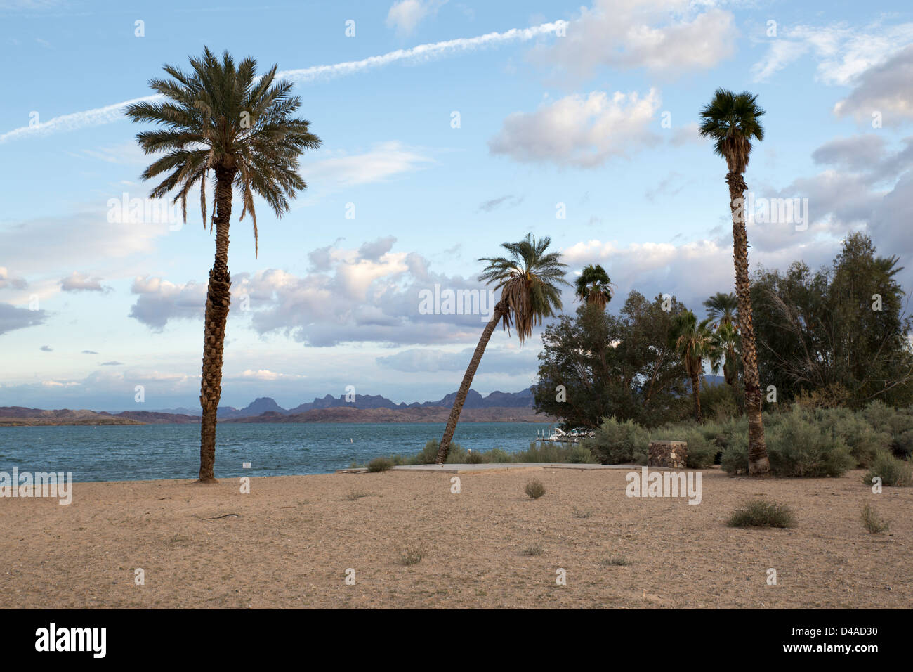A beach with palm trees and blue sky with white clouds in Lake Havasu ...