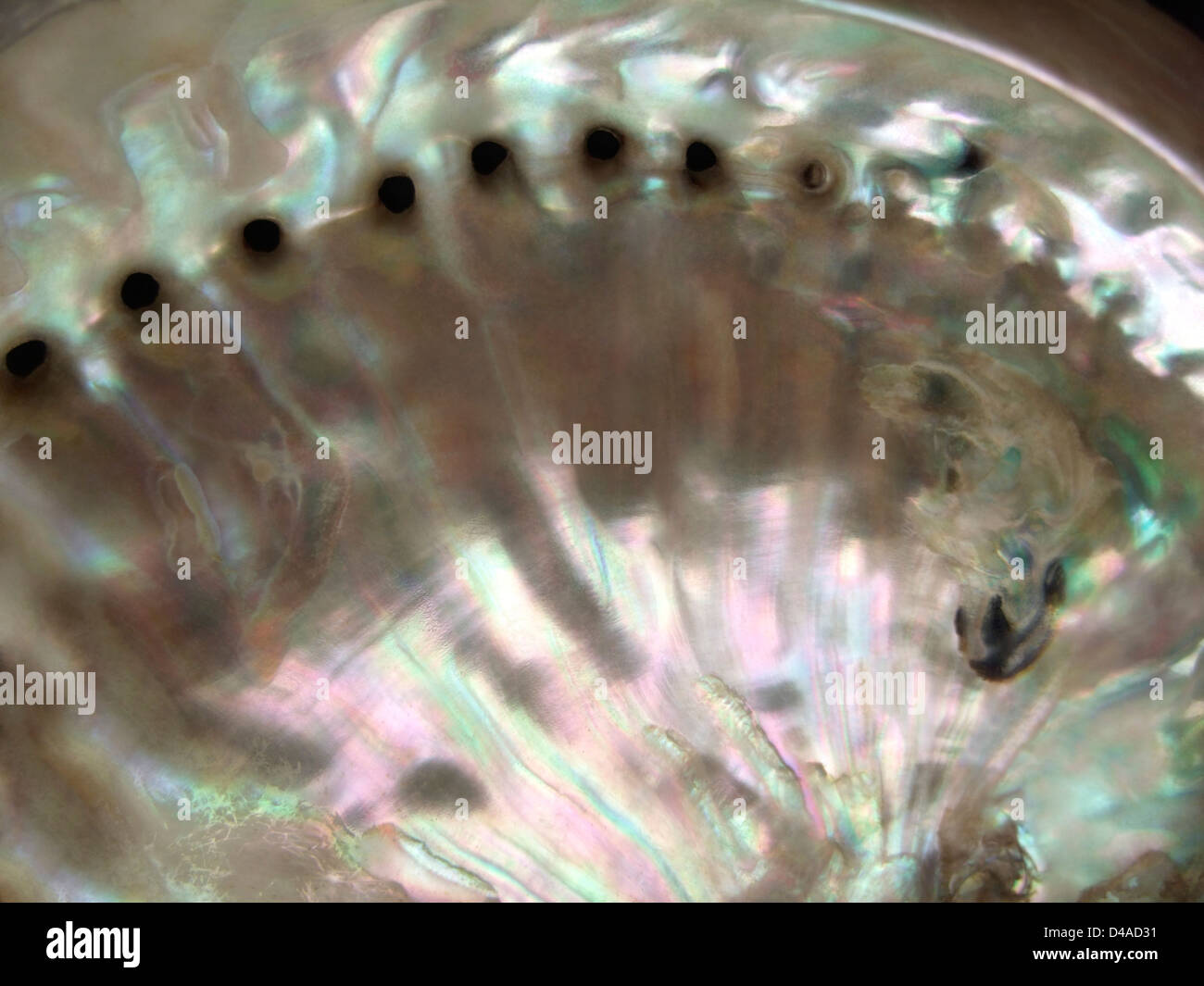 full frame abstract background showing the multicolored nacre sideof a ...