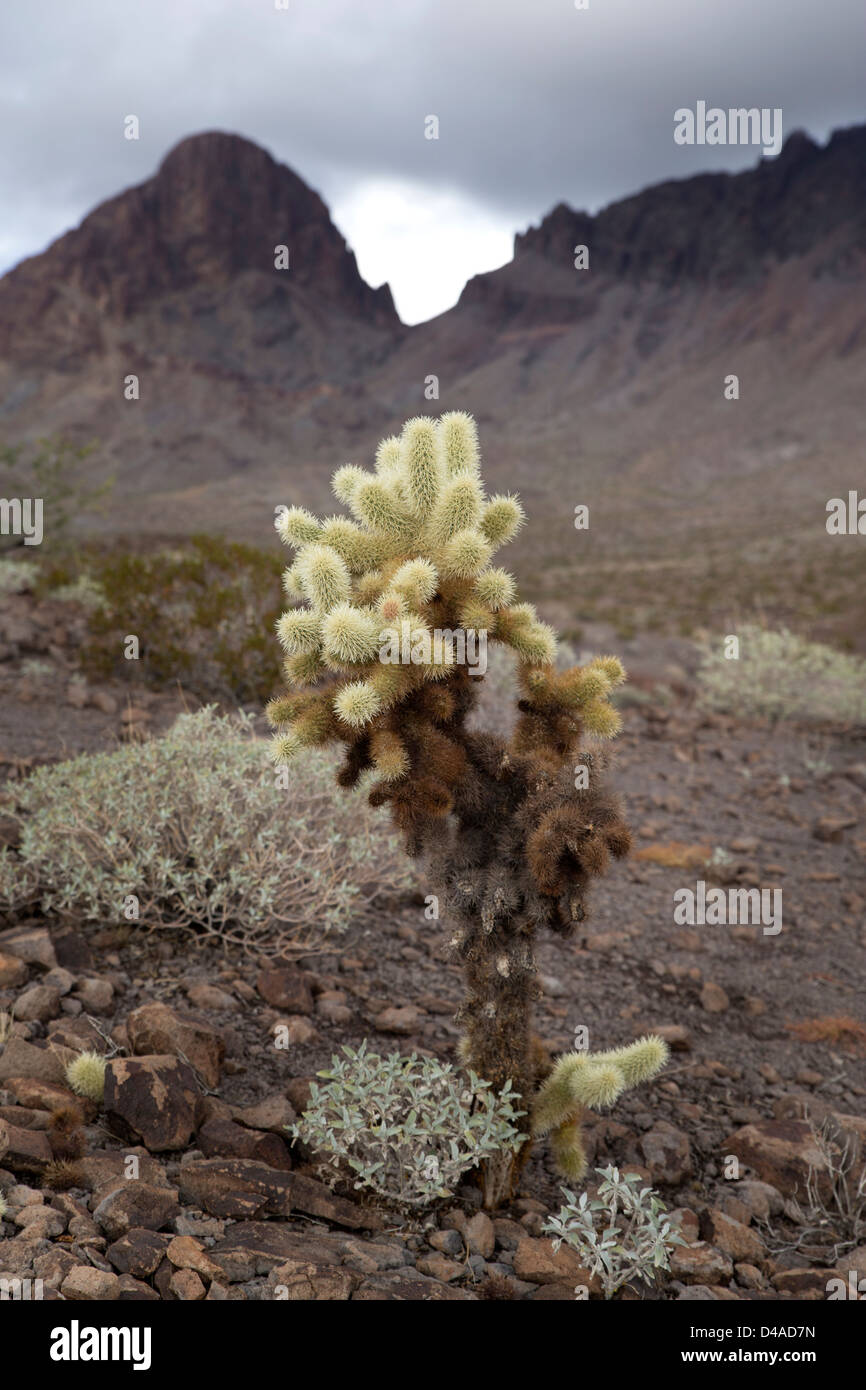 A cactus in Joshua tree national park, California, USA Stock Photo - Alamy