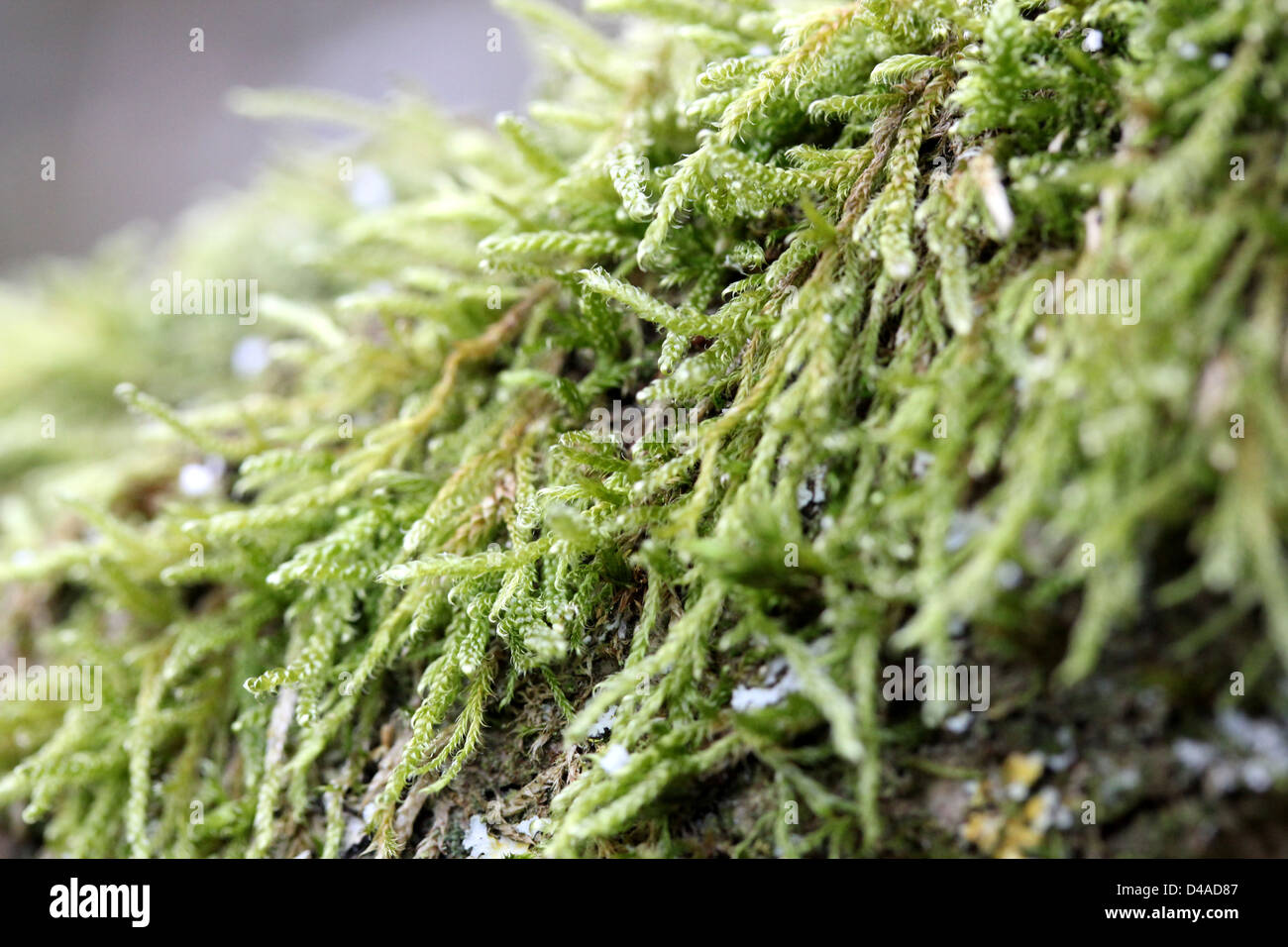 Moss on branch texture hi-res stock photography and images - Alamy