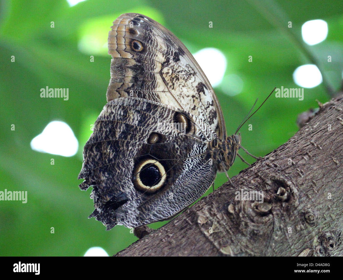Butterfly on the tree hi-res stock photography and images - Alamy