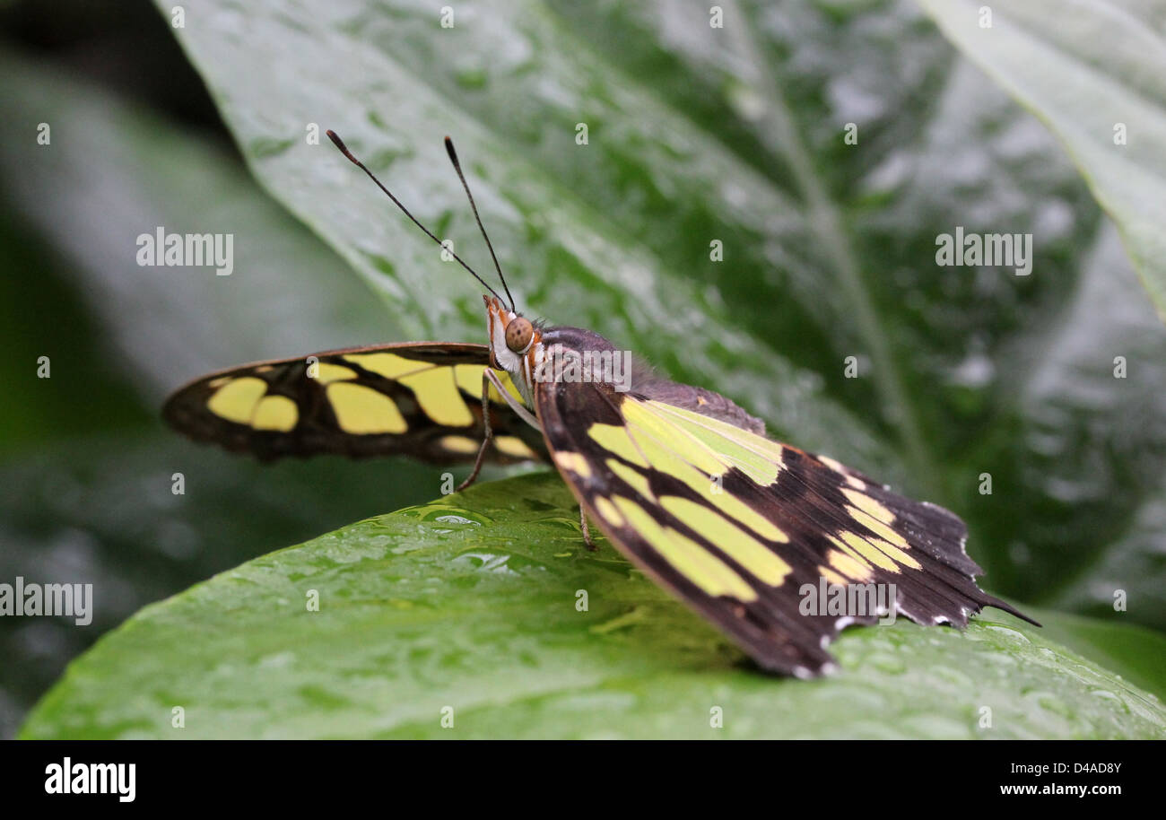 Brown yellow butterfly on hi-res stock photography and images - Alamy