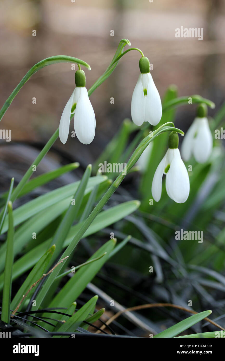 Snowdrops at beginning of spring Stock Photo - Alamy