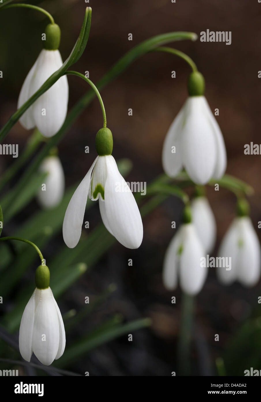 Snowdrop beginning spring hi-res stock photography and images - Alamy